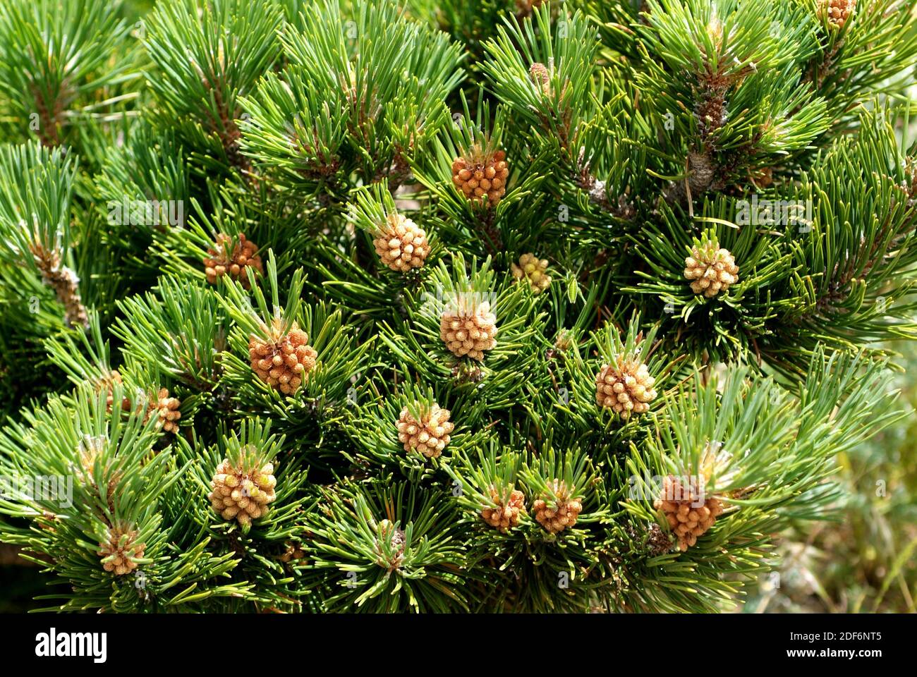 Male flower scots pine pinus -Fotos und -Bildmaterial in hoher ...