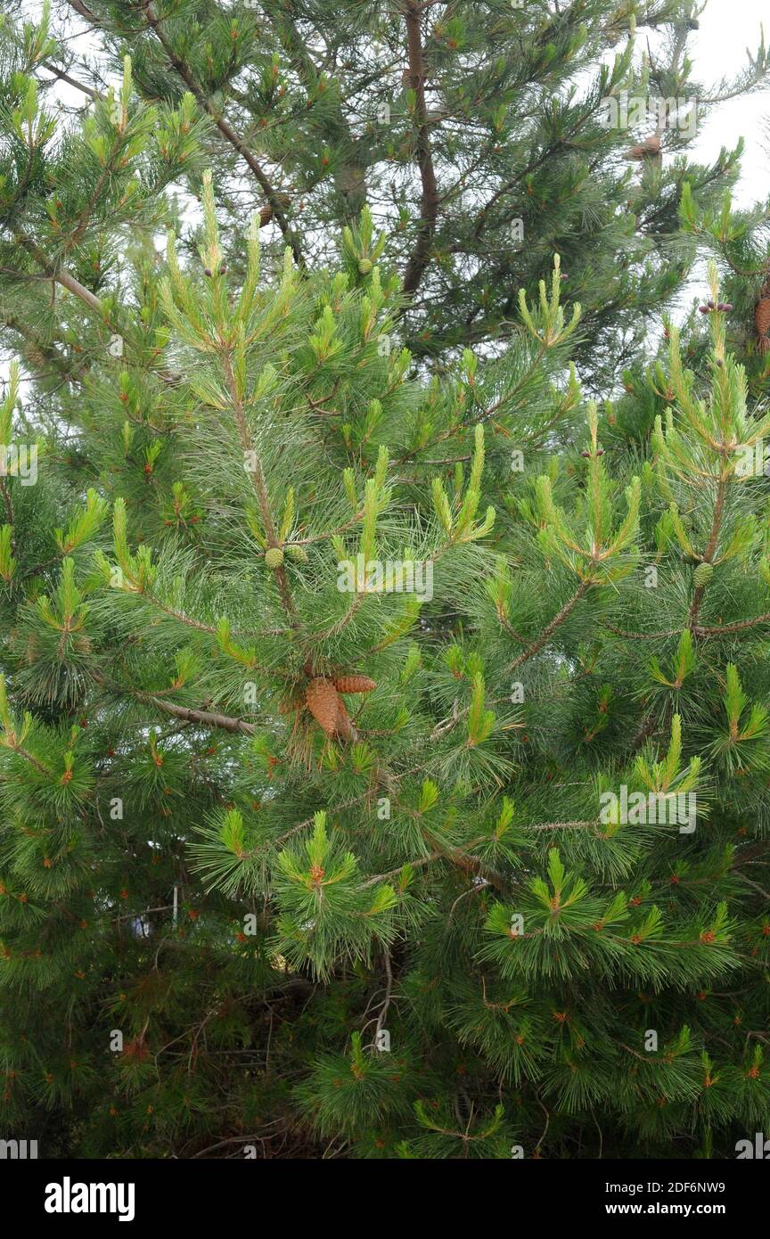 Kegel aus monterey pine -Fotos und -Bildmaterial in hoher Auflösung – Alamy