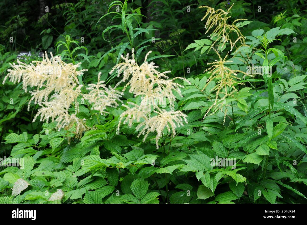 Ziegenbart (Aruncus dioicus) ist ein mehrjähriges Kraut, das in den ...