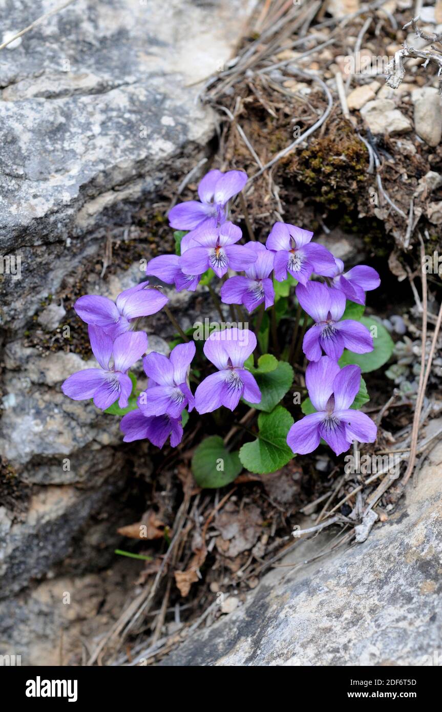 Teesdale violette viola rupestris -Fotos und -Bildmaterial in hoher ...