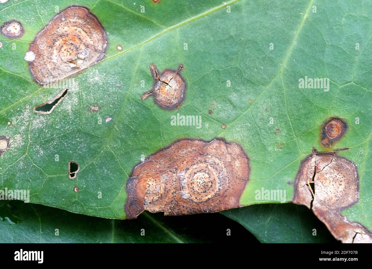 Phyllosticta concentrica ist ein Pilzparasit von Efeu. Dieses Foto ...