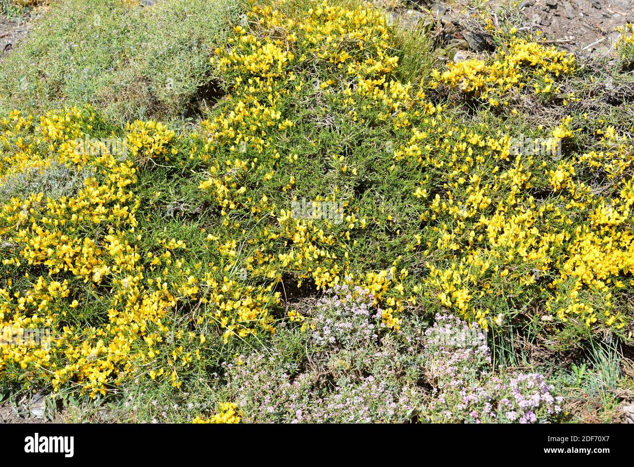 Aulaga morisca oder piorno amarillo (Genista versicolor) ist ein ...