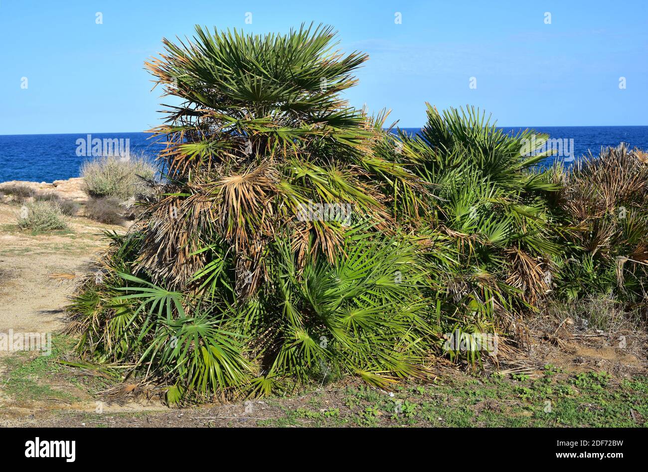 Chamaerops humilis palme -Fotos und -Bildmaterial in hoher Auflösung – Alamy
