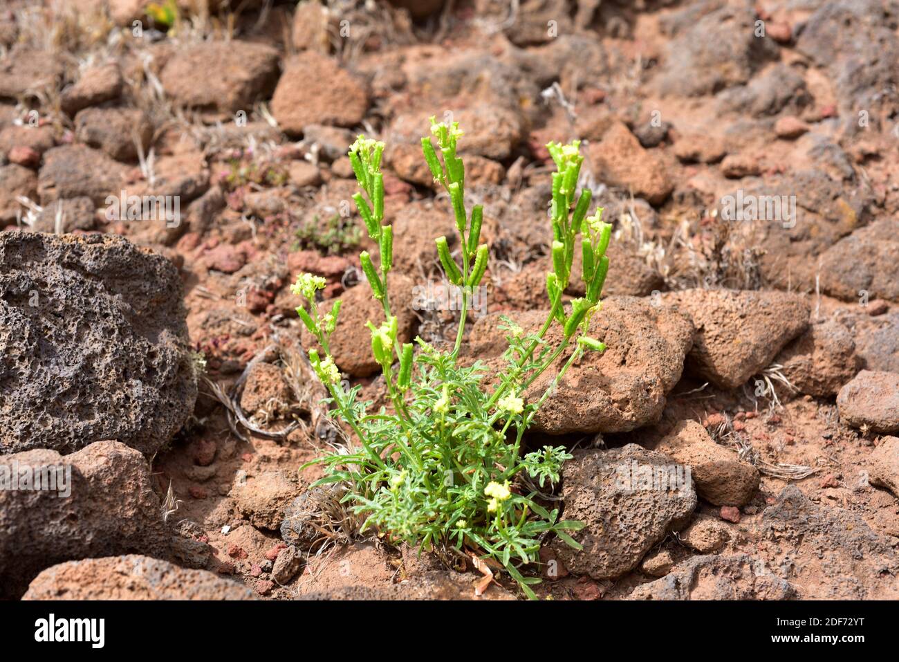 Reseda flower -Fotos und -Bildmaterial in hoher Auflösung – Alamy