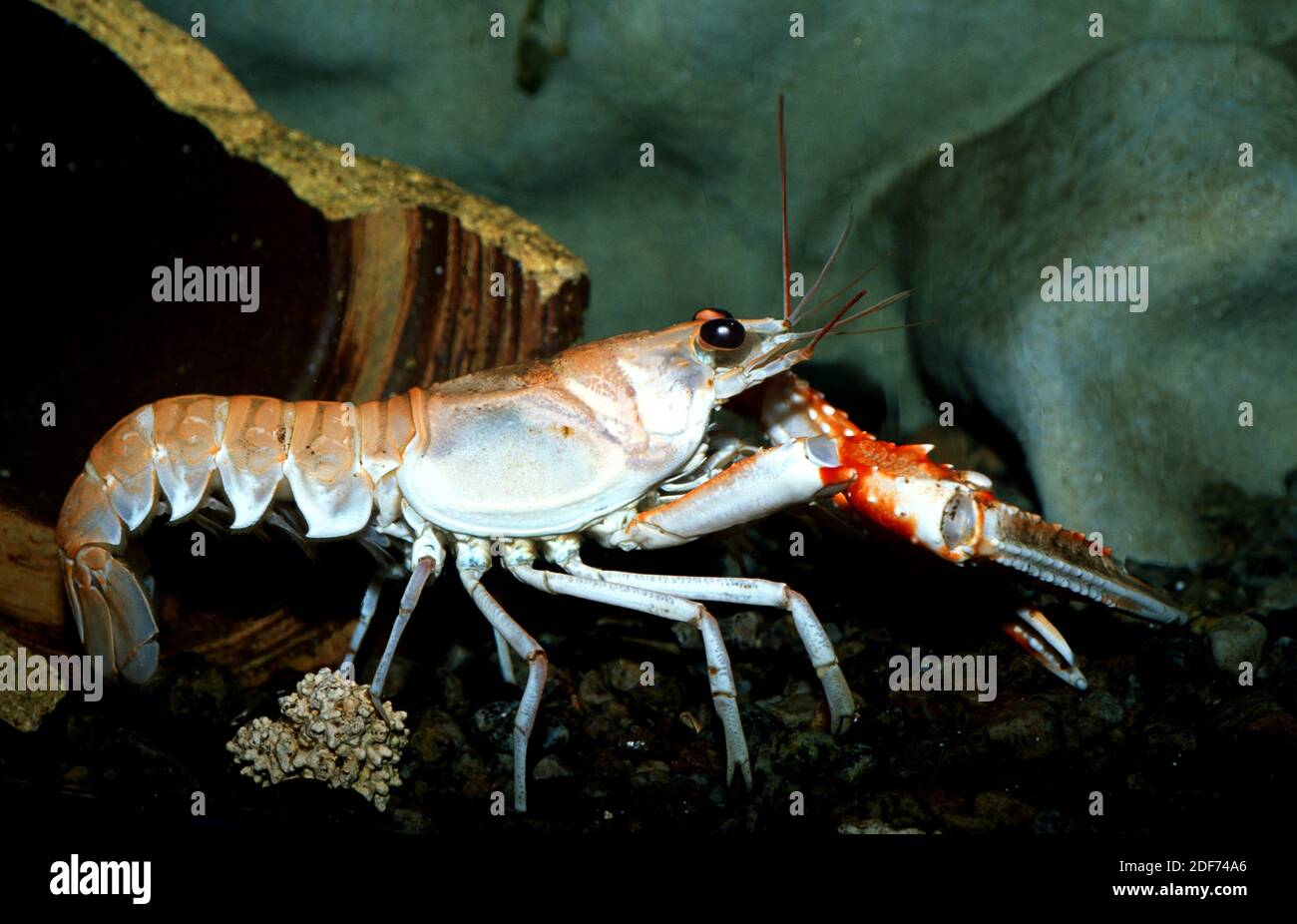 Hummer tier -Fotos und -Bildmaterial in hoher Auflösung – Alamy