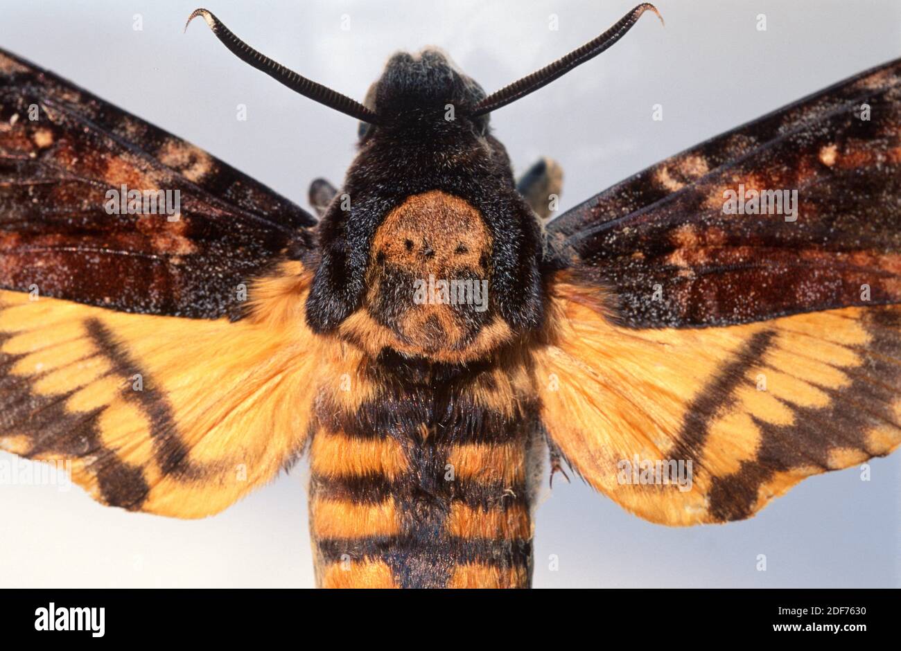 Kopf hawk moth kopf hawk moth tod -Fotos und -Bildmaterial in hoher ...