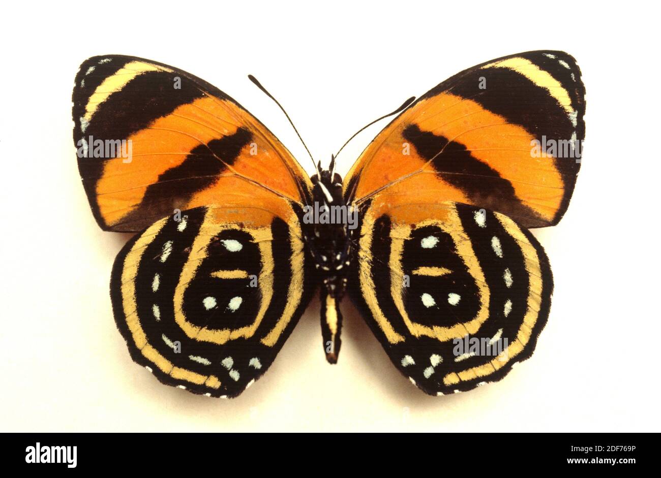 88 schmetterling -Fotos und -Bildmaterial in hoher Auflösung – Alamy