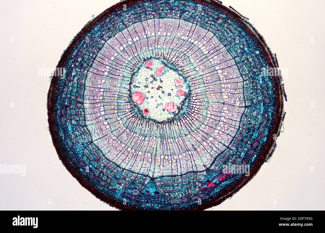 Rinde kambium -Fotos und -Bildmaterial in hoher Auflösung – Alamy