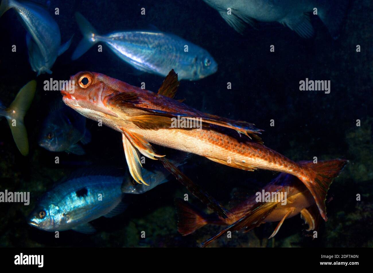 Flying with fish -Fotos und -Bildmaterial in hoher Auflösung – Alamy