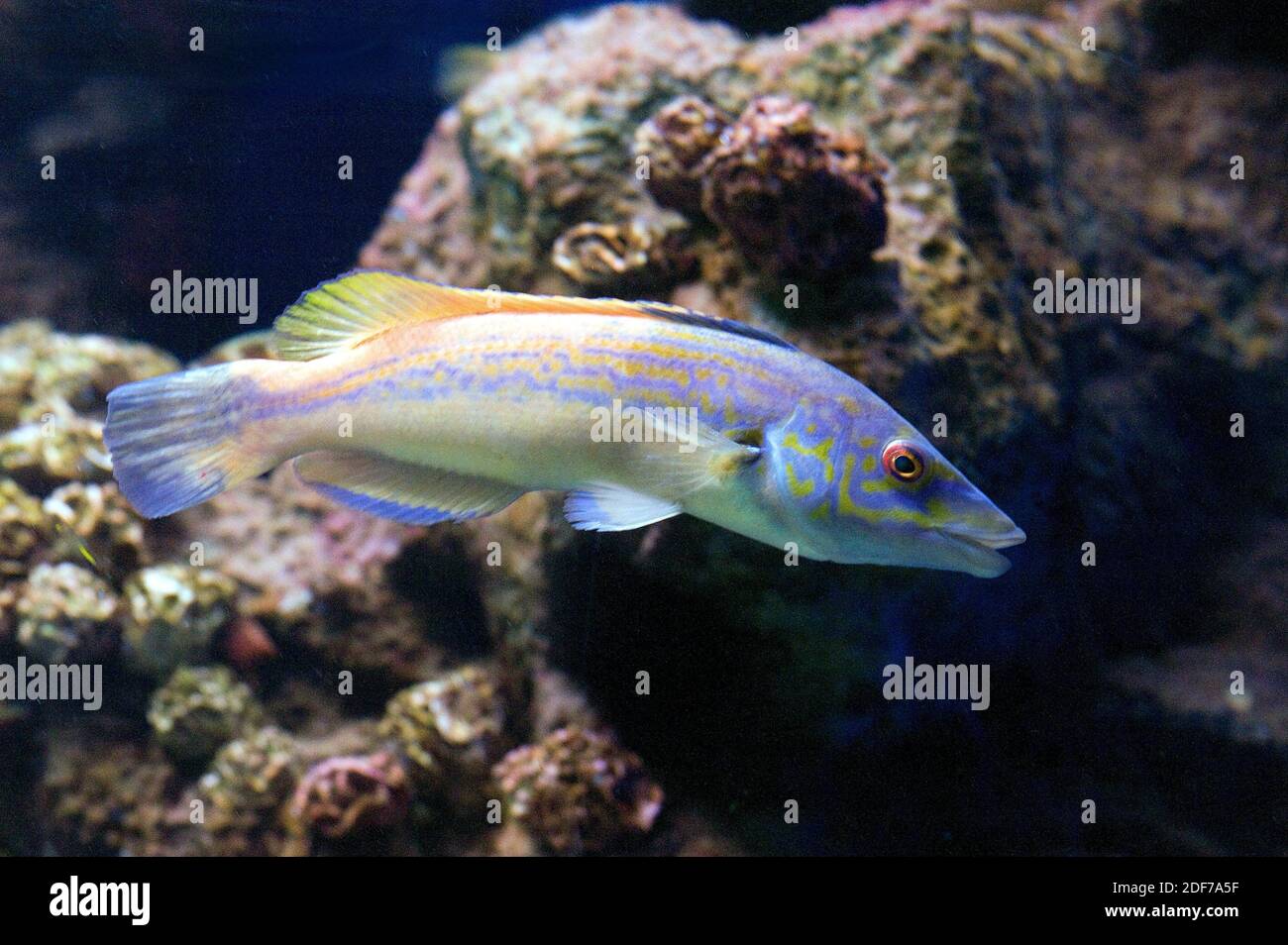 Kuckuckswrasse Labrus Mixtus Stockfotos und -bilder Kaufen - Alamy