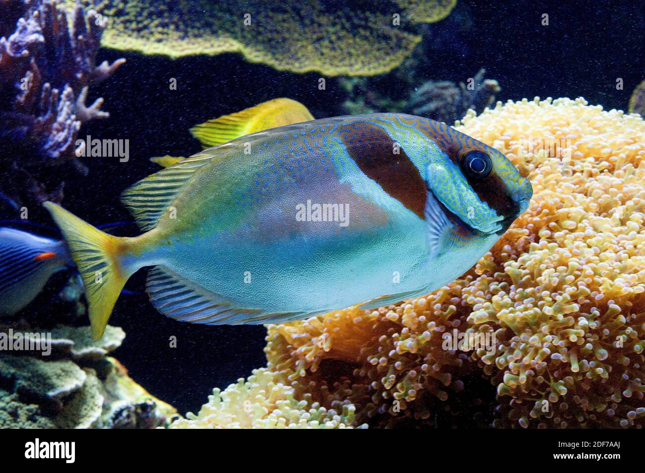 Bluelined kaninchenfisch -Fotos und -Bildmaterial in hoher Auflösung ...