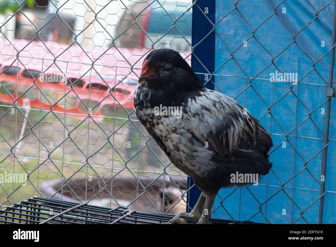 Ostern egger huhn -Fotos und -Bildmaterial in hoher Auflösung – Alamy