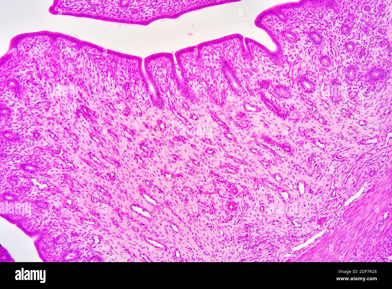 Histology human reproductive system -Fotos und -Bildmaterial in hoher ...