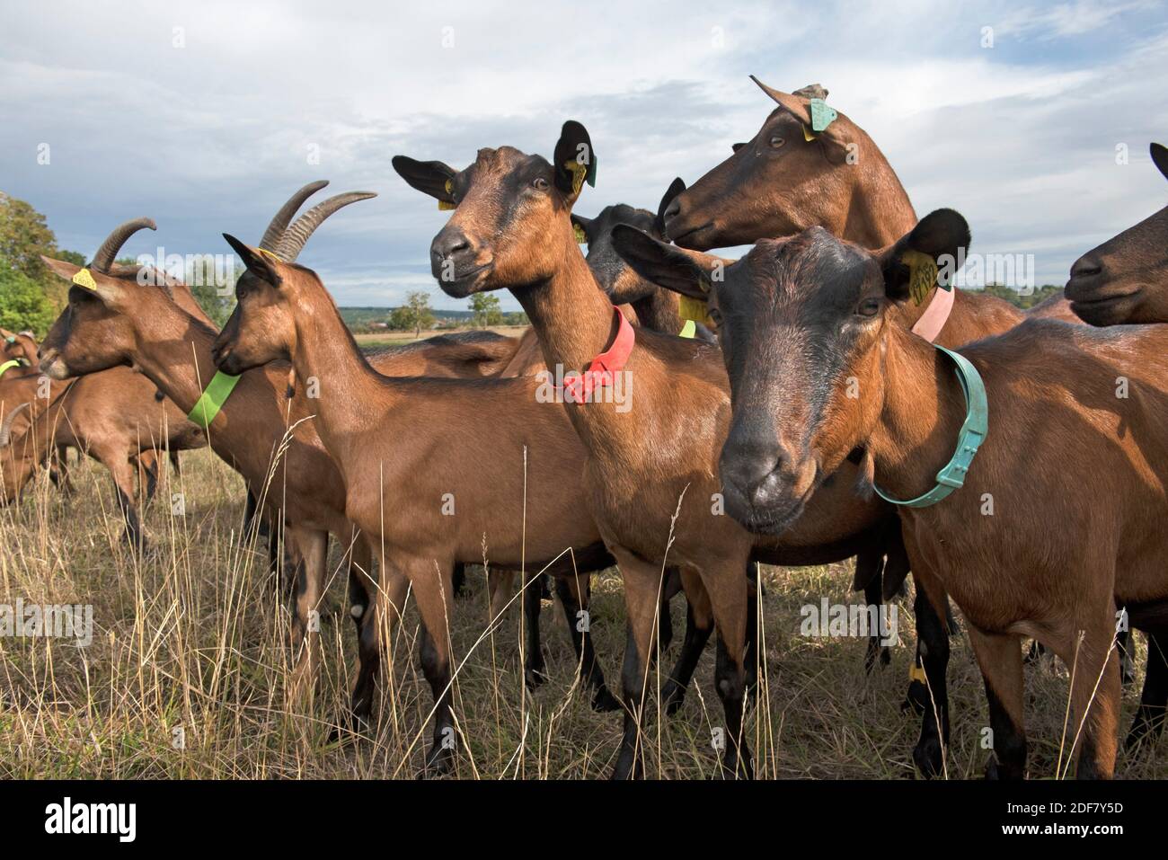 Bergziegen auf der Wiese, Ziegenfarm der Bete Noire Sancerroise ...