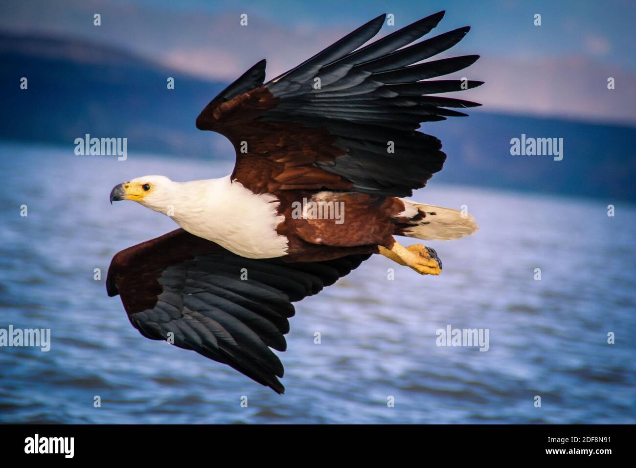 Tansania adler fliegend -Fotos und -Bildmaterial in hoher Auflösung – Alamy