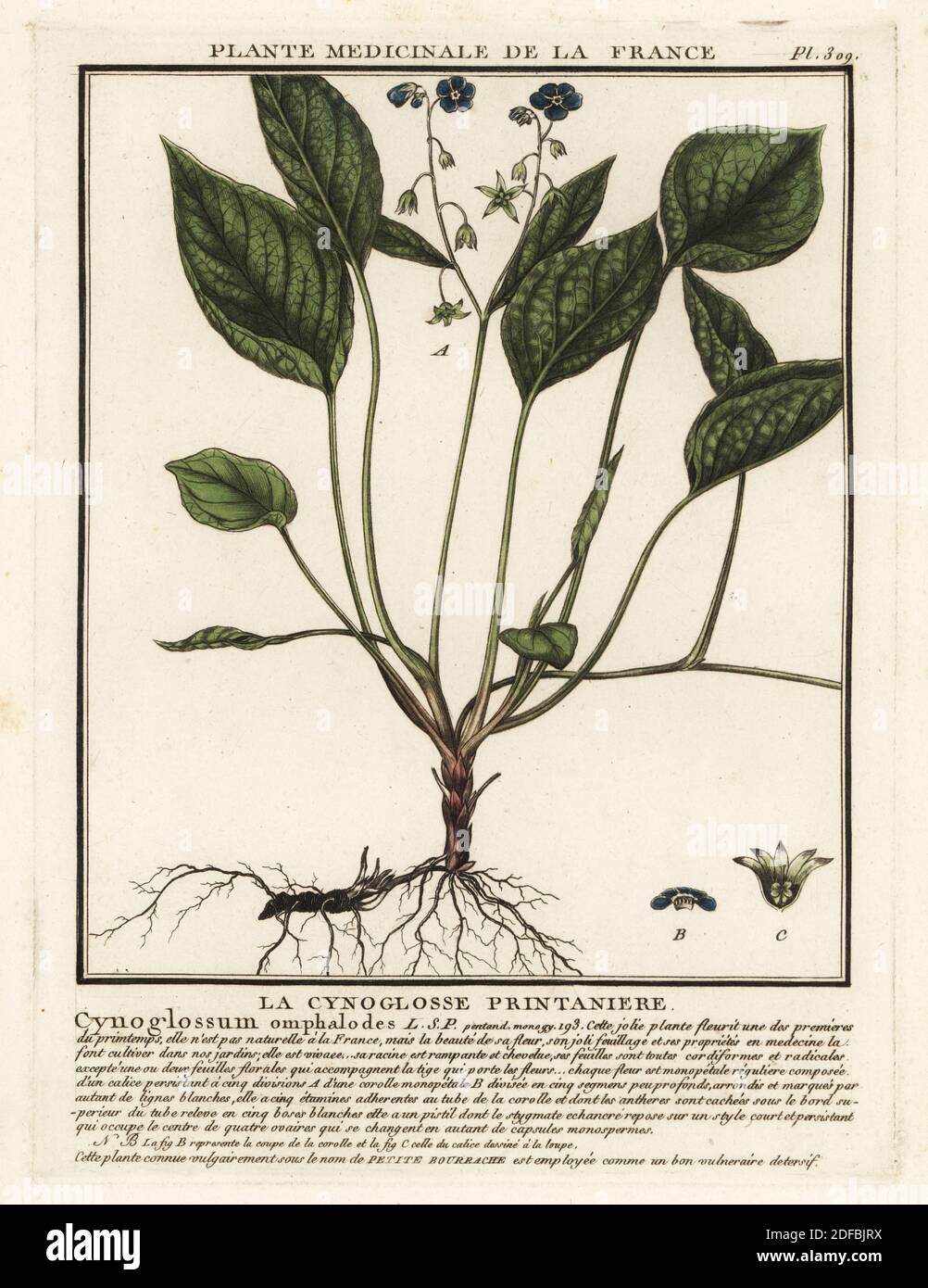 La cynoglosse printaniere -Fotos und -Bildmaterial in hoher Auflösung ...