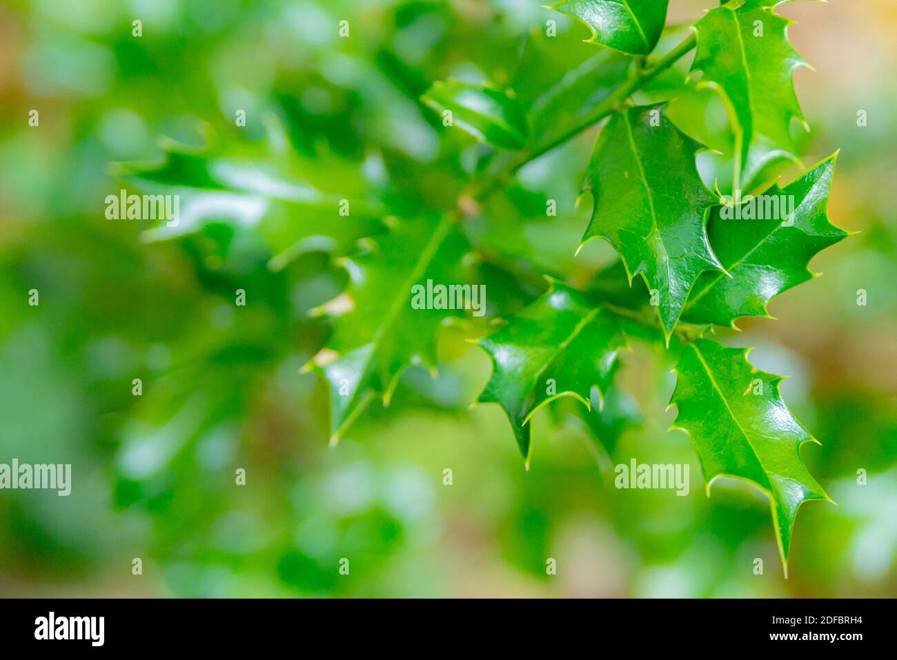 Llex Aquifolium Stockfotos und -bilder Kaufen - Alamy