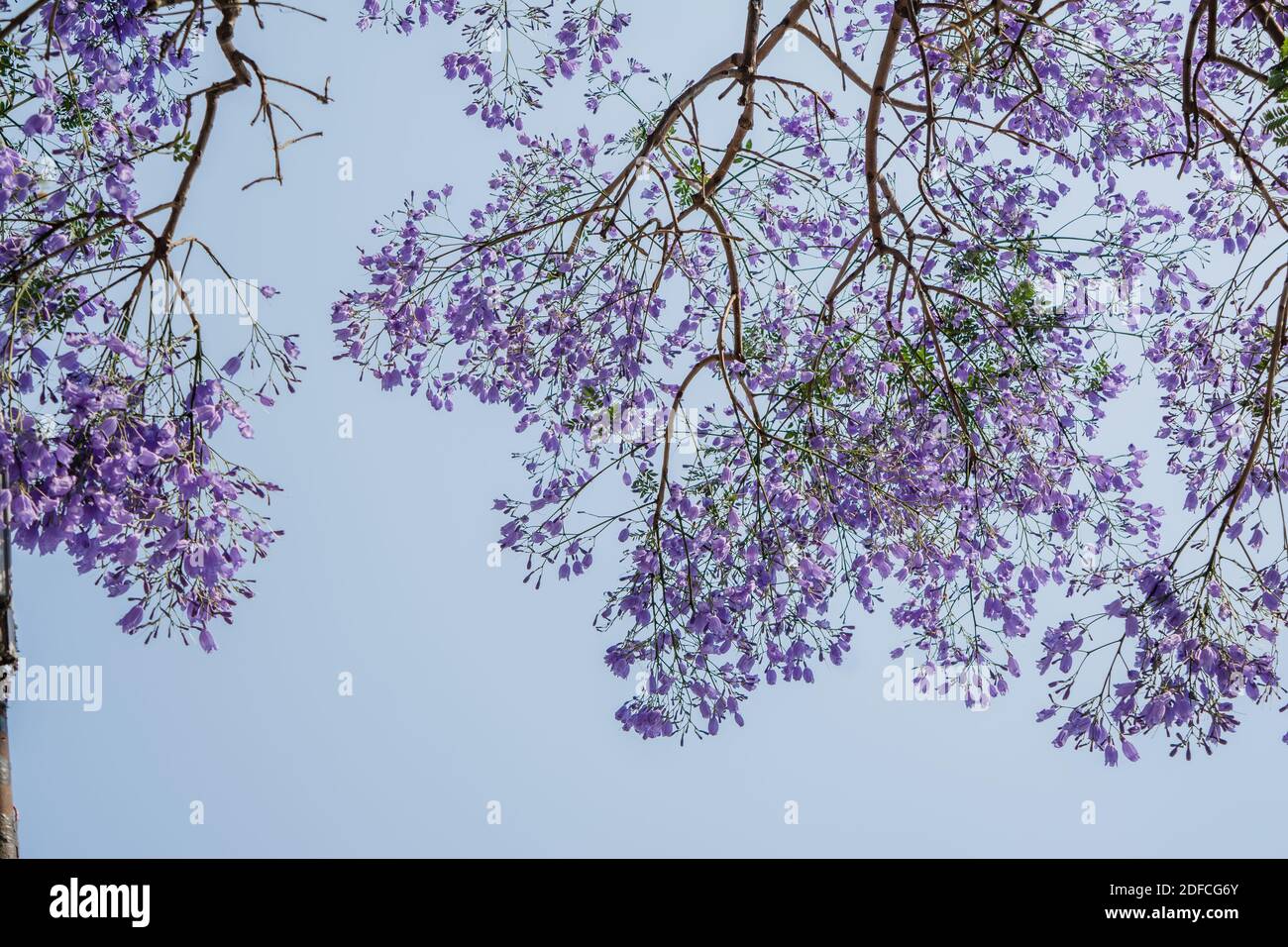 Purple Flowers Jacaranda Tree In Stockfotos und -bilder Kaufen - Alamy