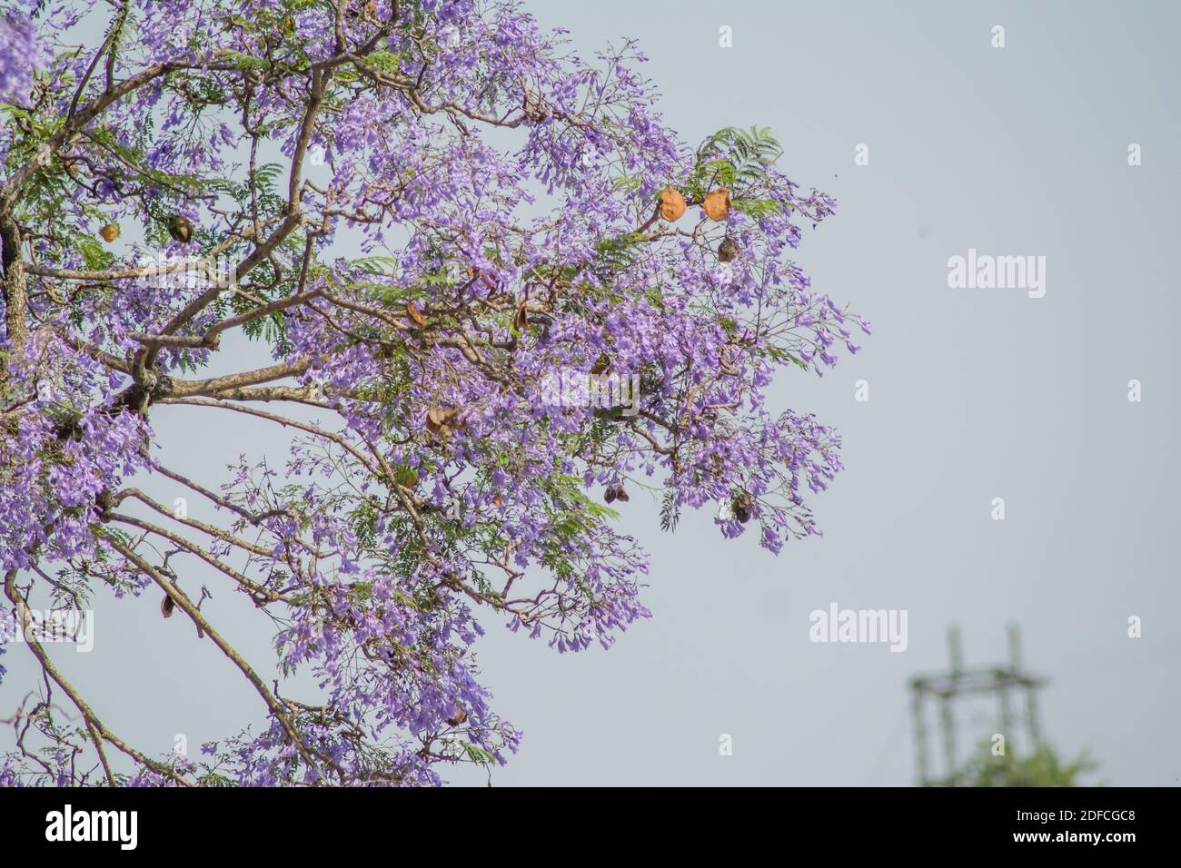 Jacaranda mimosifolia baum -Fotos und -Bildmaterial in hoher Auflösung ...