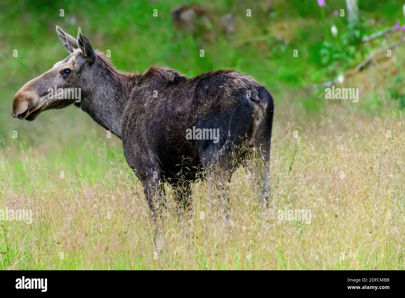 Elch norwegen -Fotos und -Bildmaterial in hoher Auflösung – Alamy
