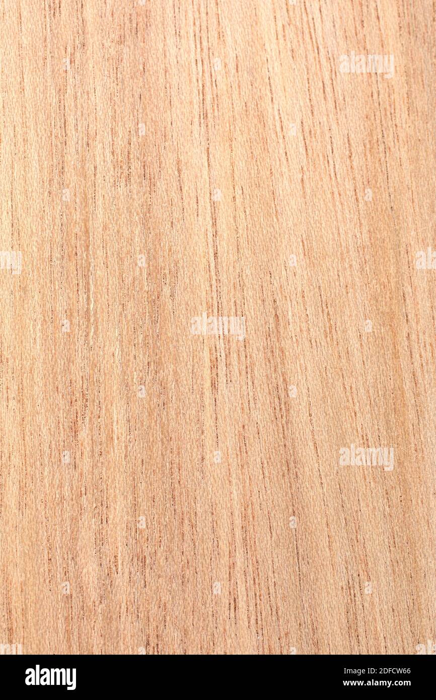 Meranti tree -Fotos und -Bildmaterial in hoher Auflösung – Alamy