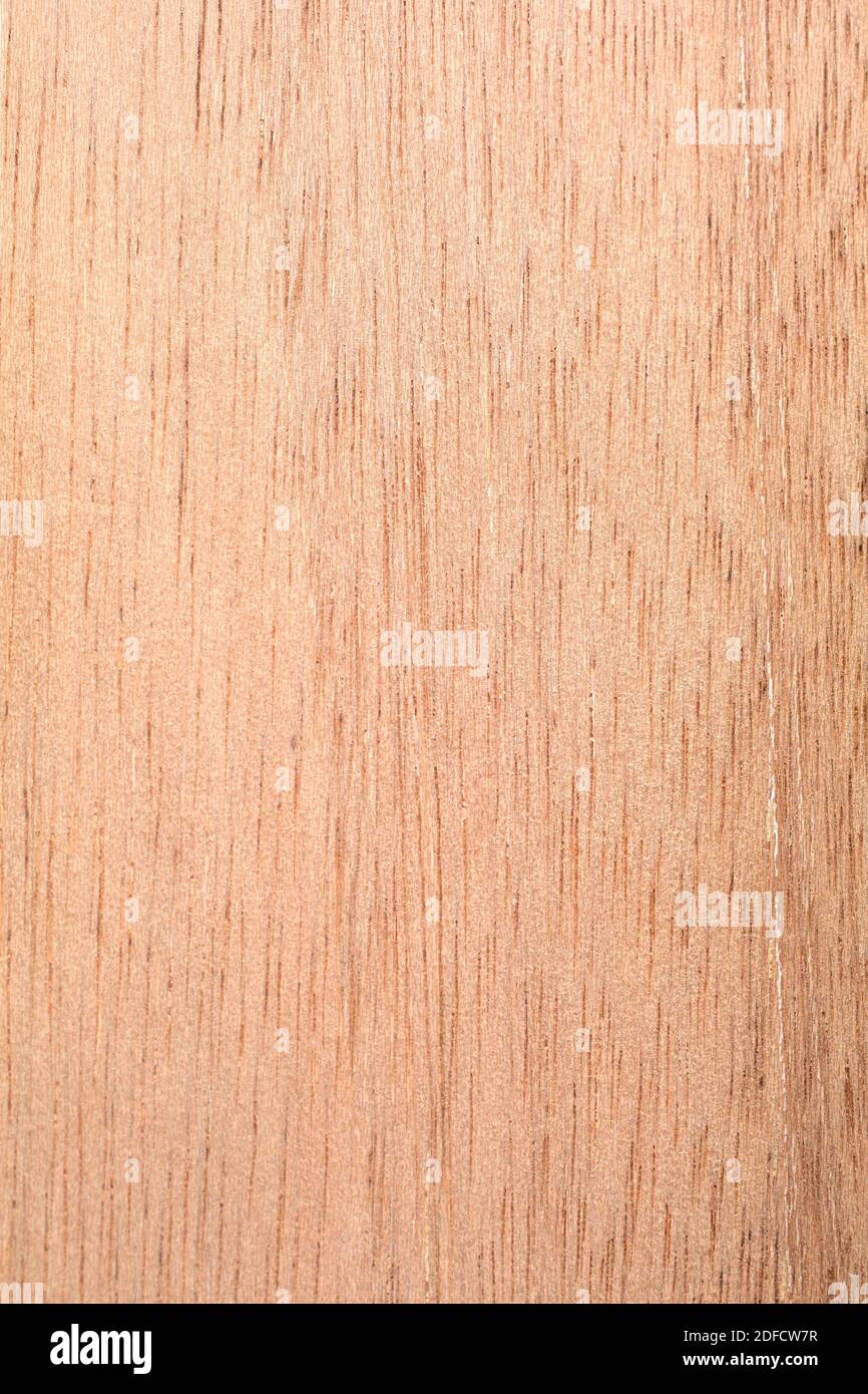 Meranti tree -Fotos und -Bildmaterial in hoher Auflösung – Alamy