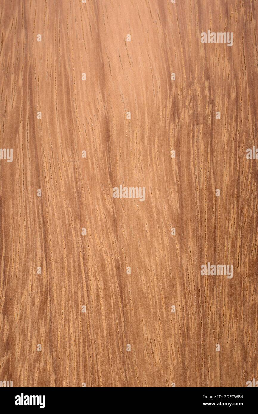 Iroko baum -Fotos und -Bildmaterial in hoher Auflösung – Alamy