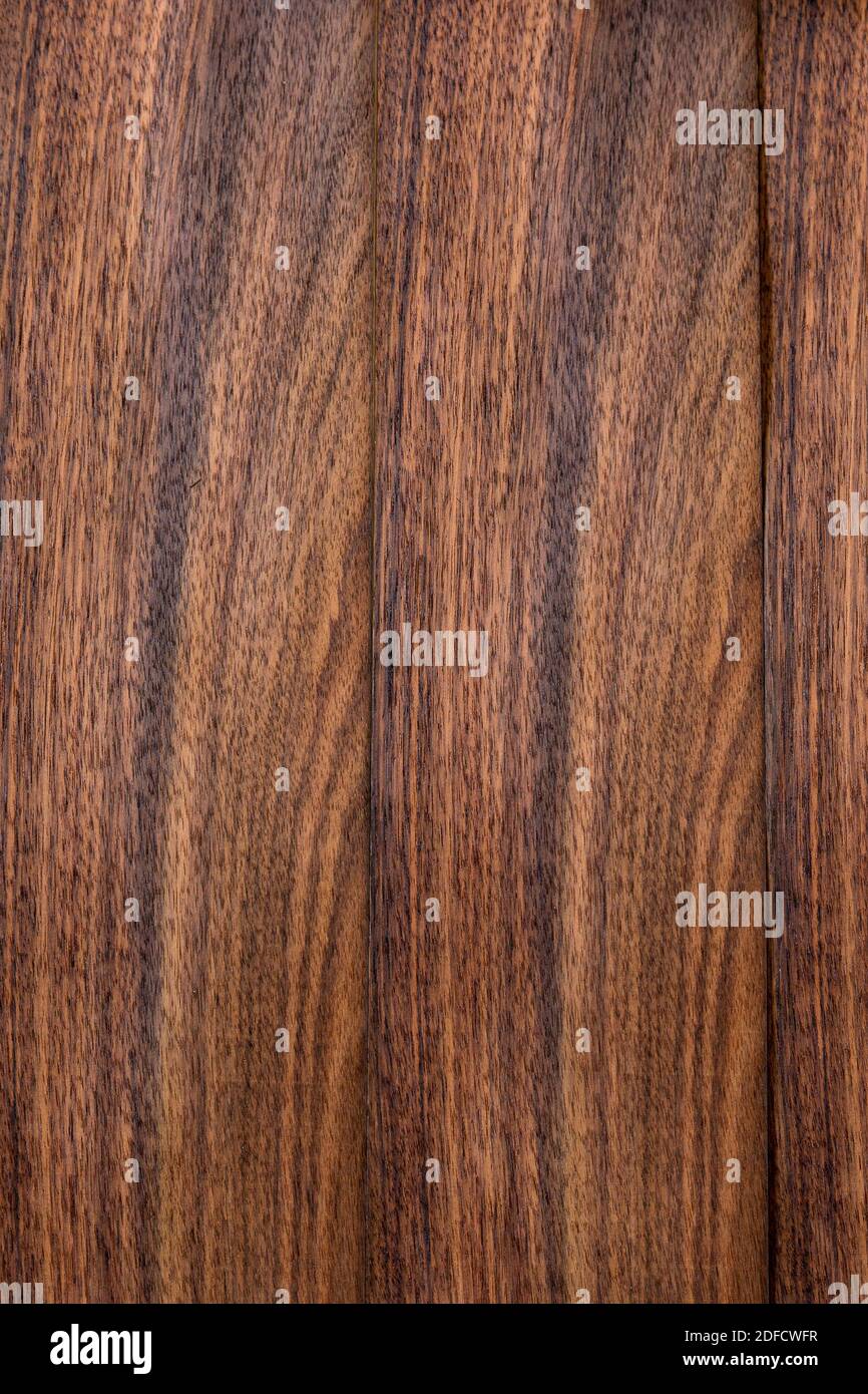 Dalbergia latifolia -Fotos und -Bildmaterial in hoher Auflösung – Alamy