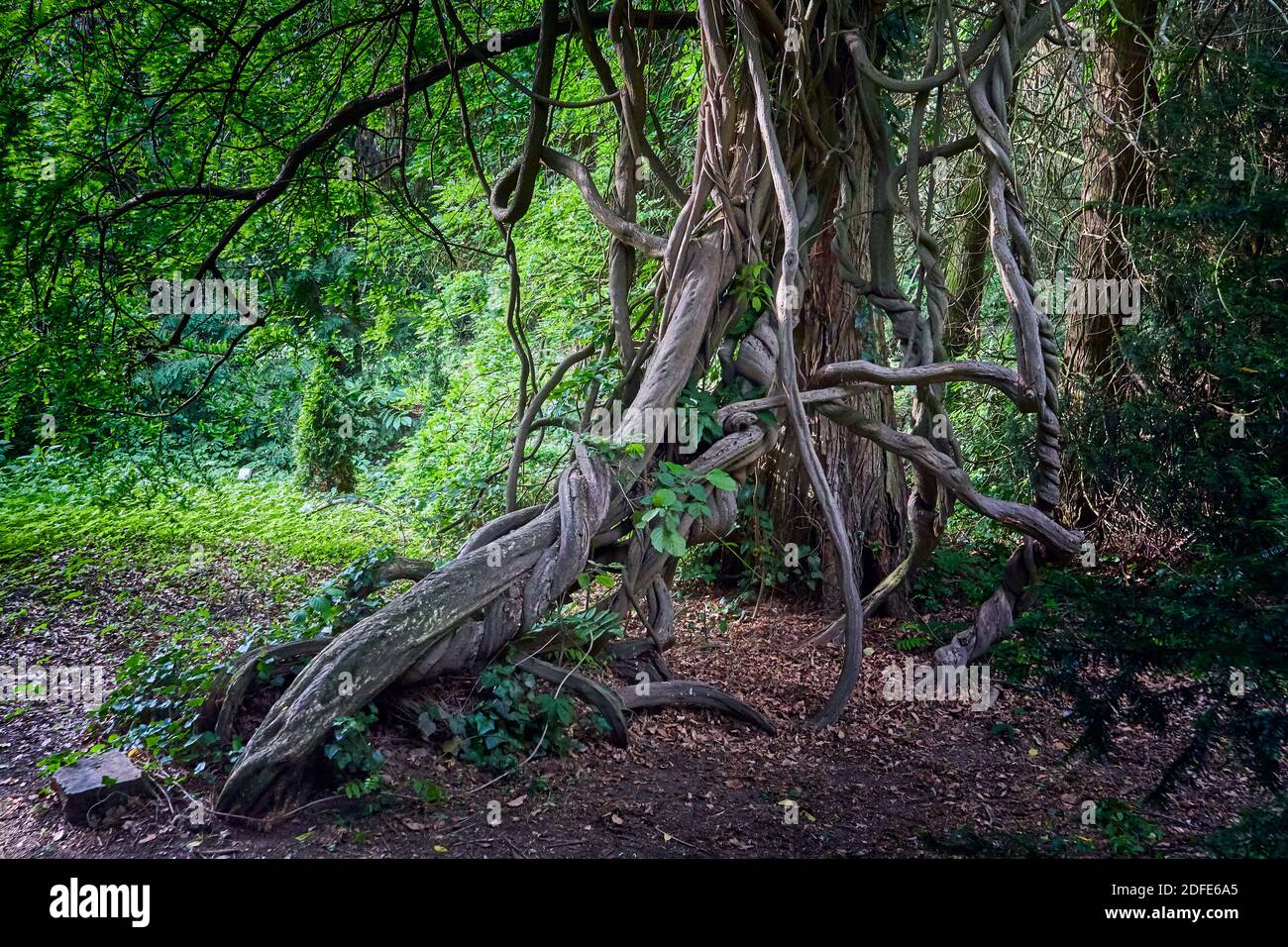 Lianen regenwald -Fotos und -Bildmaterial in hoher Auflösung - Seite 3 ...