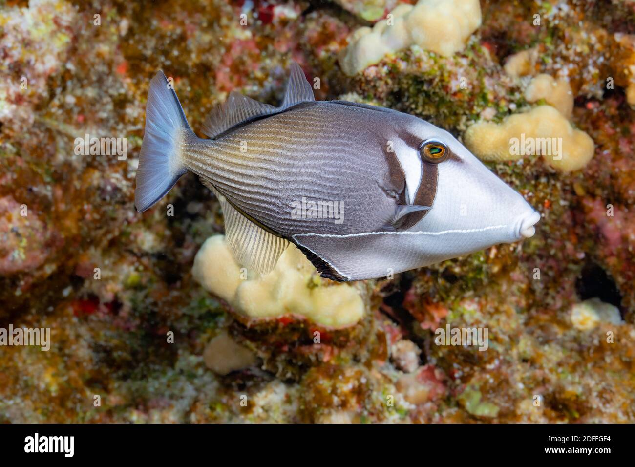 Reef triggerfish hawaii -Fotos und -Bildmaterial in hoher Auflösung – Alamy