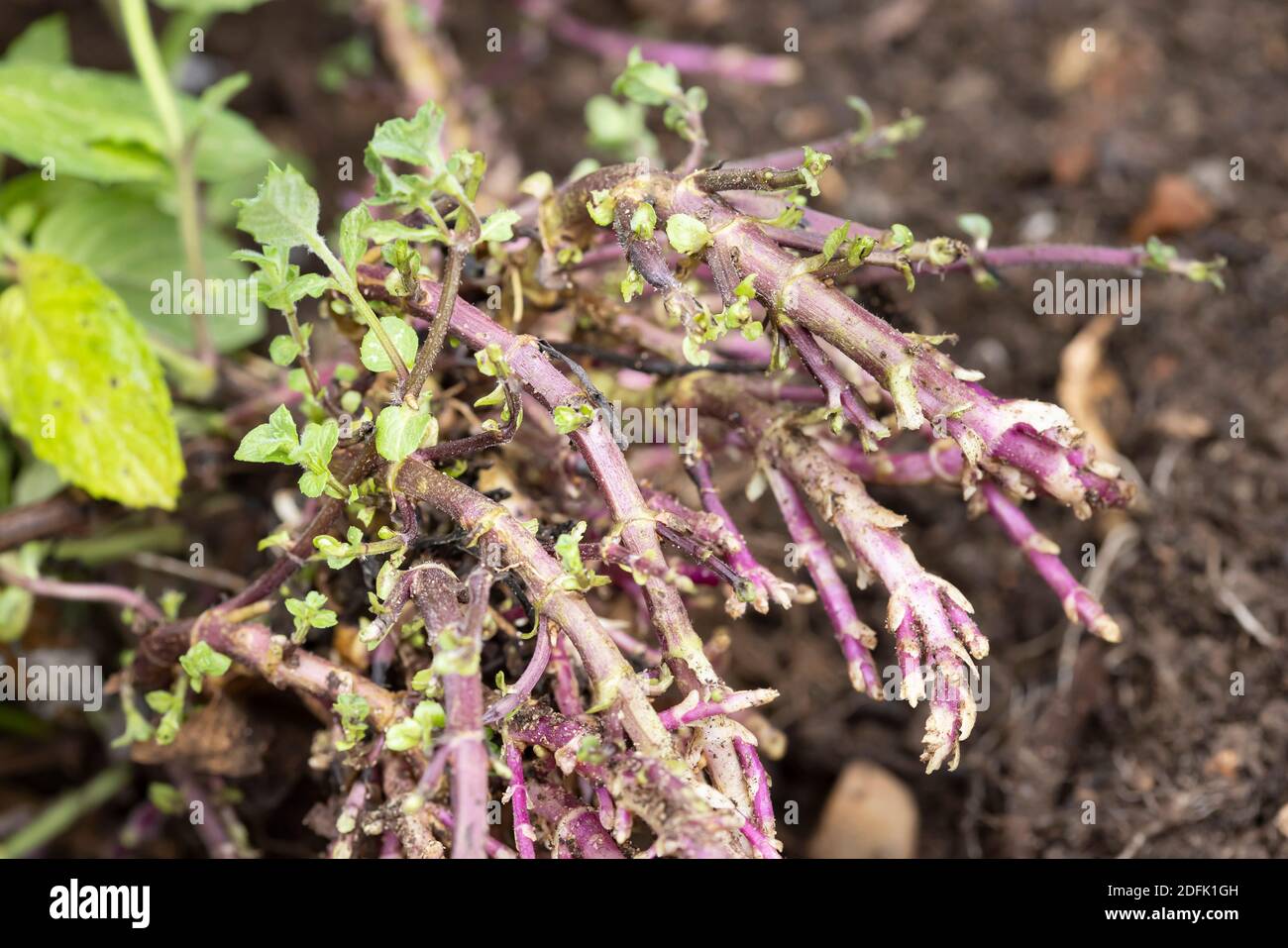 Rhizome teilen -Fotos und -Bildmaterial in hoher Auflösung – Alamy