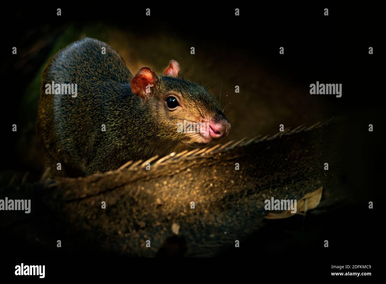 Mammals of central america -Fotos und -Bildmaterial in hoher Auflösung ...