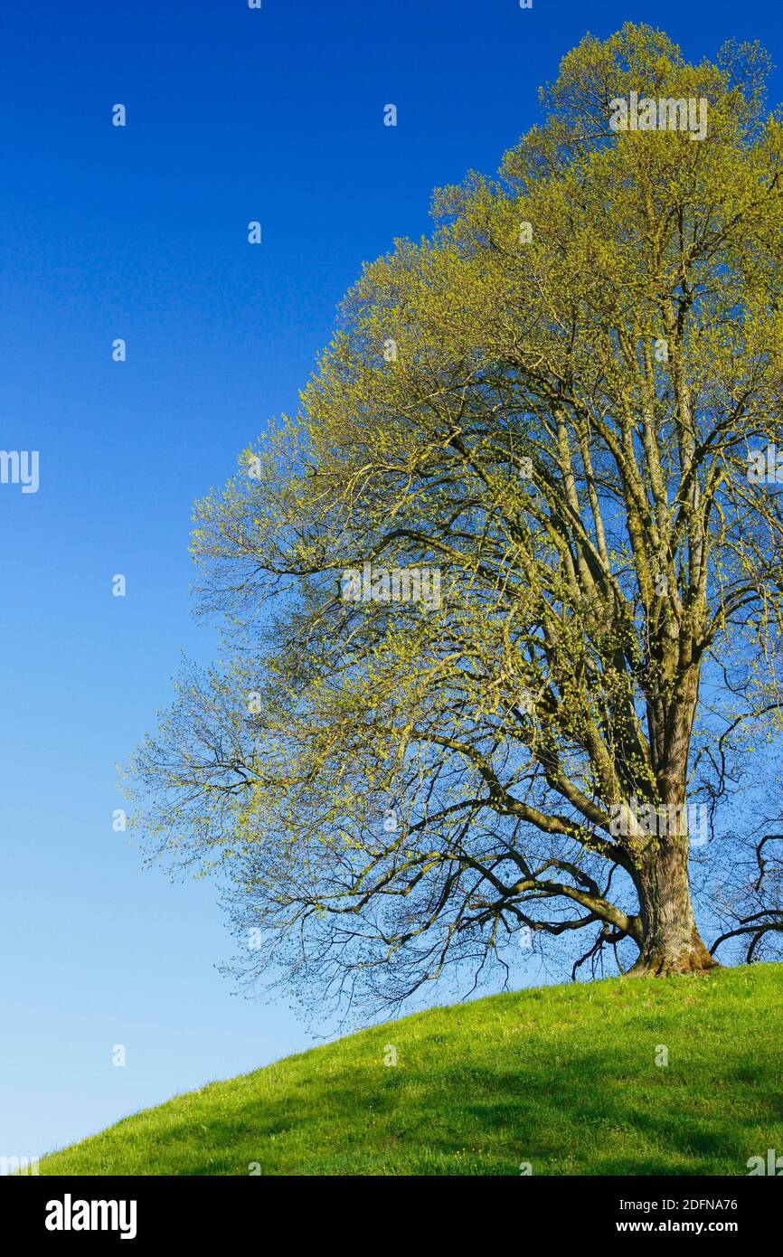 Lindenbaum tilia spec -Fotos und -Bildmaterial in hoher Auflösung – Alamy