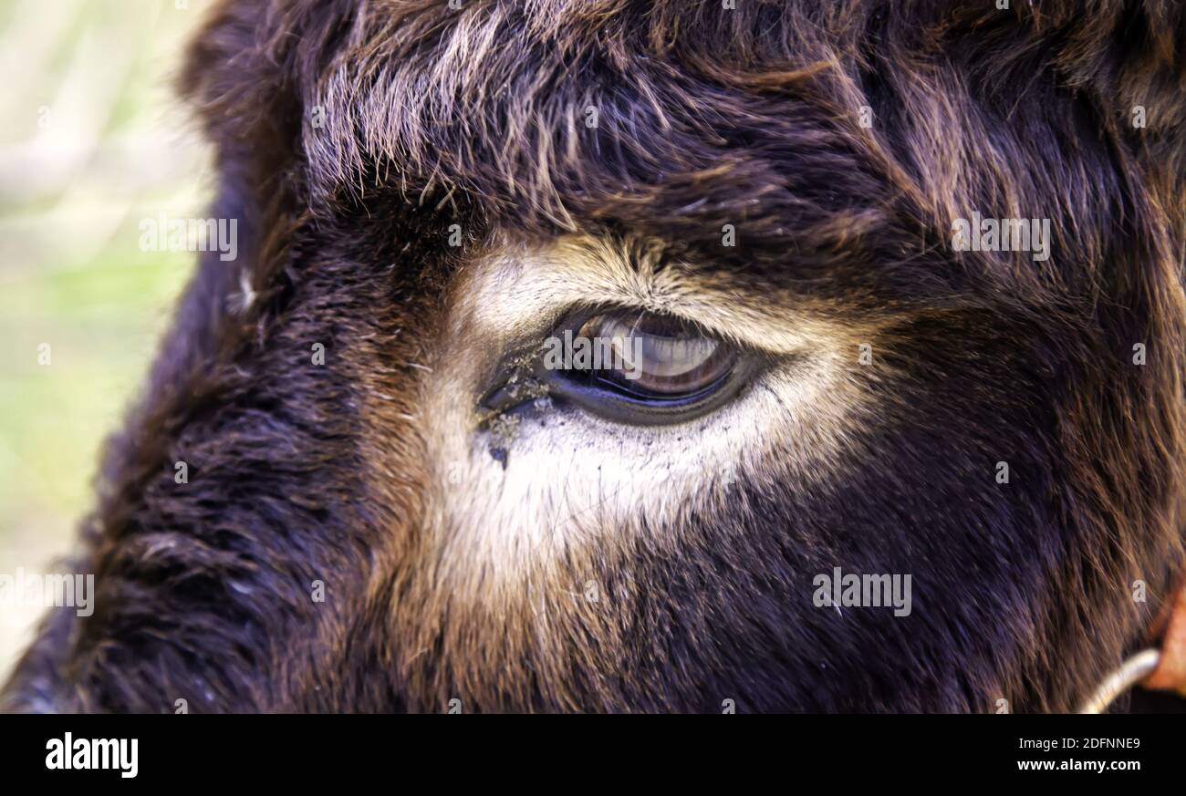Esel auge -Fotos und -Bildmaterial in hoher Auflösung – Alamy