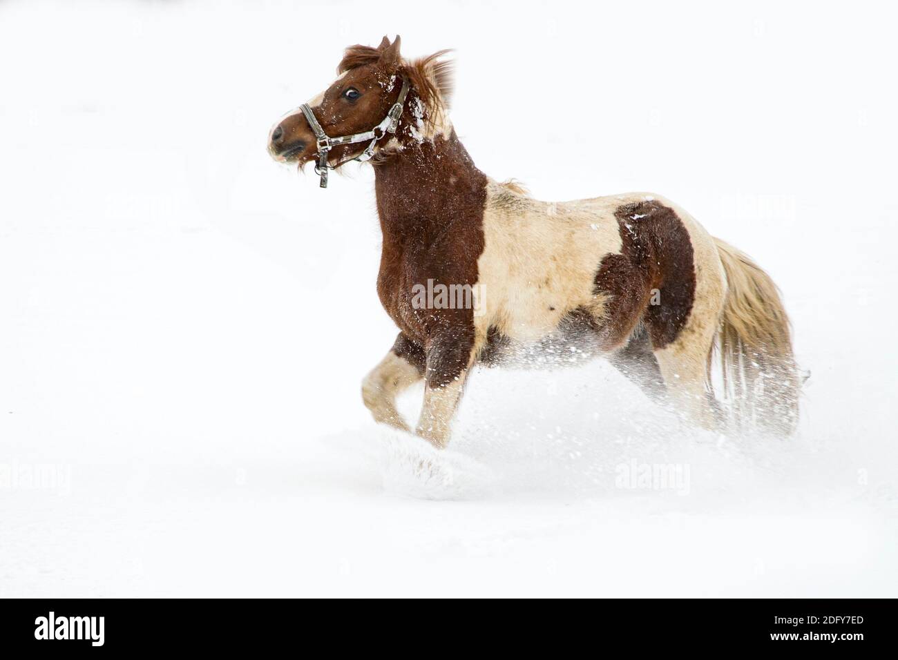 Grau geflecktes pferd -Fotos und -Bildmaterial in hoher Auflösung – Alamy