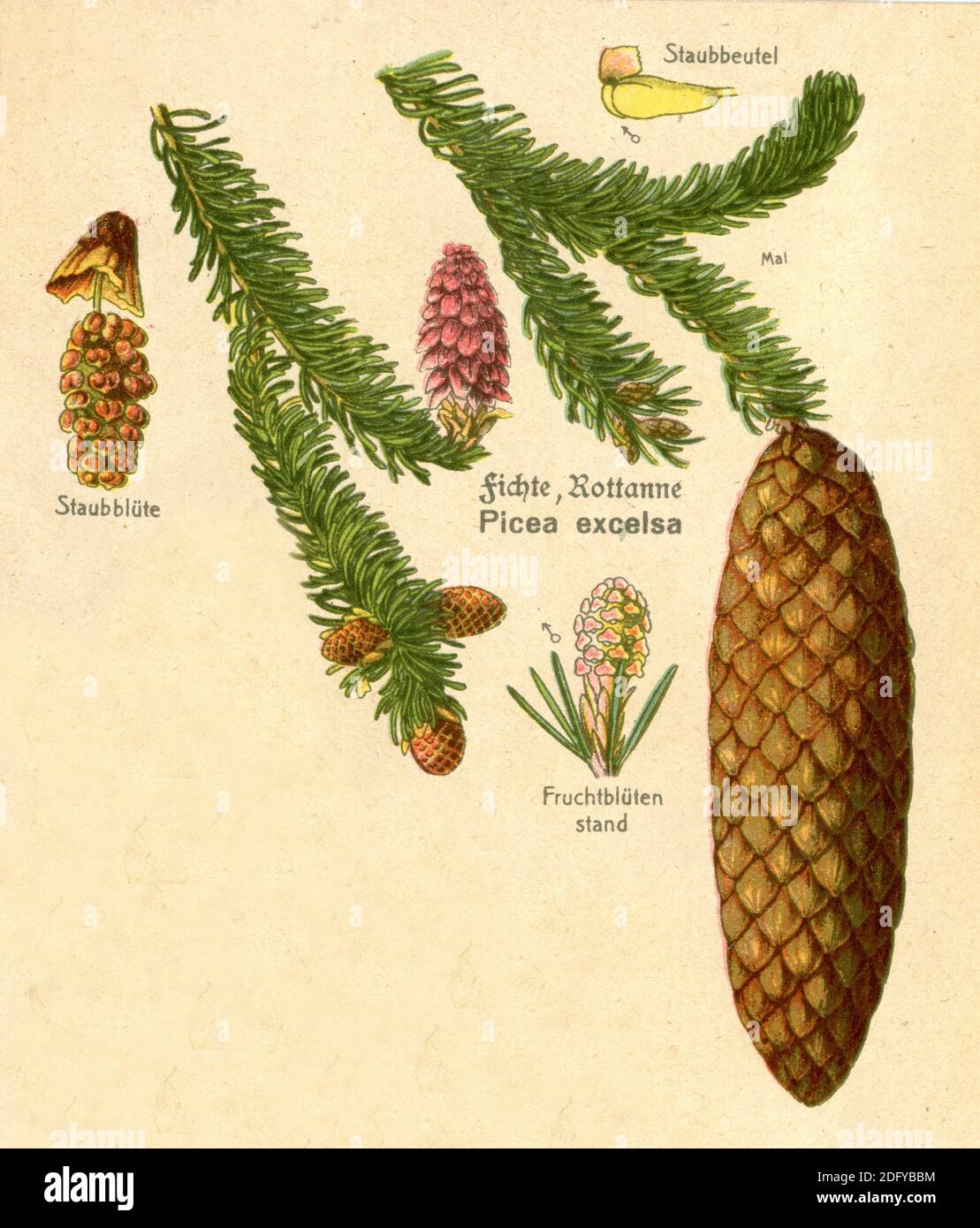 Norwegen Fichte, Europäische Fichte / Picea abies / Fichte / Botanik ...