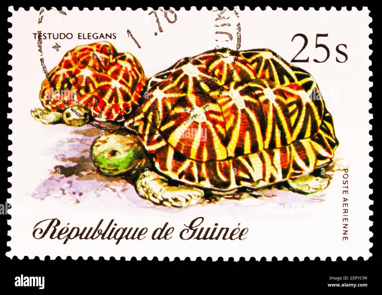 Testudo elegans -Fotos und -Bildmaterial in hoher Auflösung – Alamy