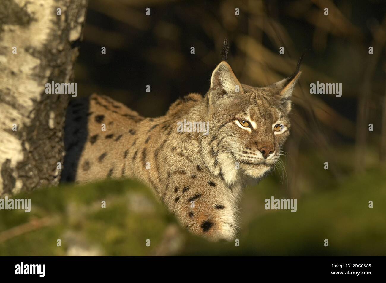 Luchs bild -Fotos und -Bildmaterial in hoher Auflösung – Alamy