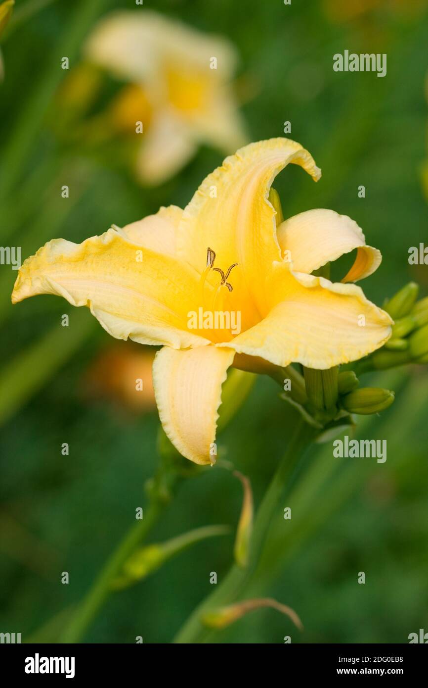 Lilie des feldes -Fotos und -Bildmaterial in hoher Auflösung – Alamy