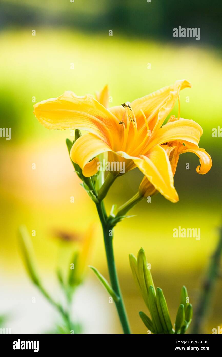 Lilie des feldes -Fotos und -Bildmaterial in hoher Auflösung – Alamy