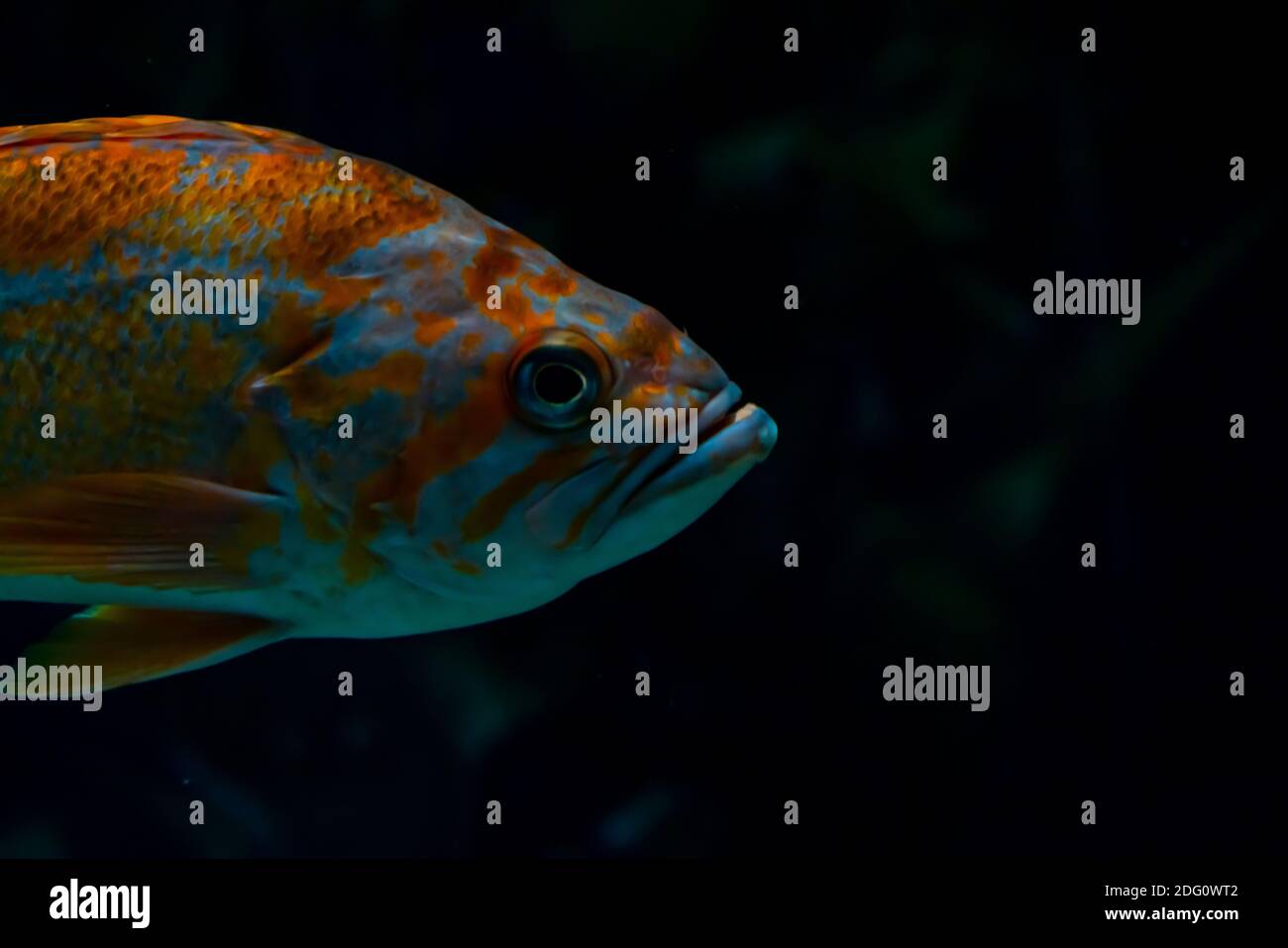 Atlantischer rotbarsch -Fotos und -Bildmaterial in hoher Auflösung – Alamy