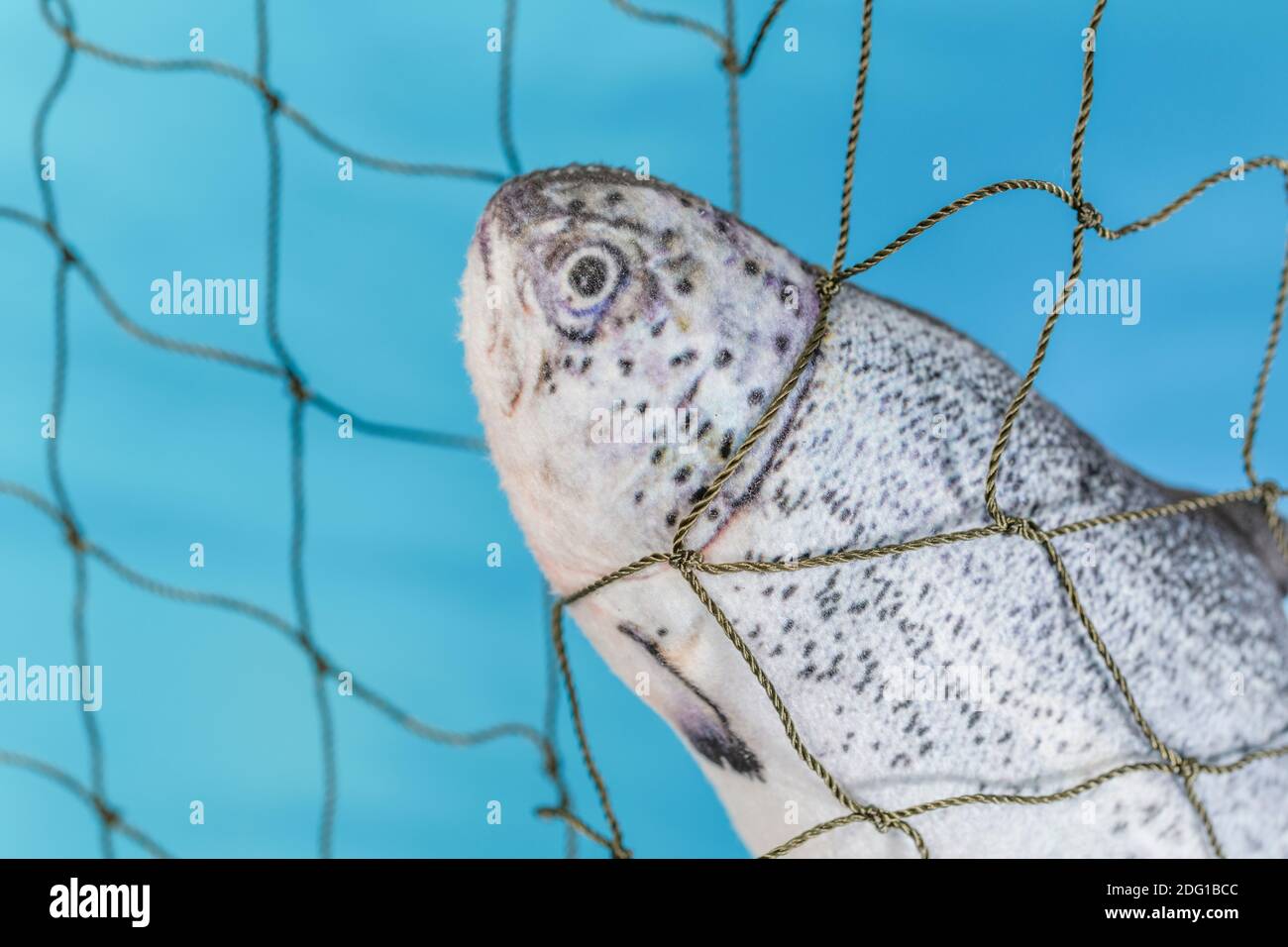 Fische gefangen im fischernetz -Fotos und -Bildmaterial in hoher ...