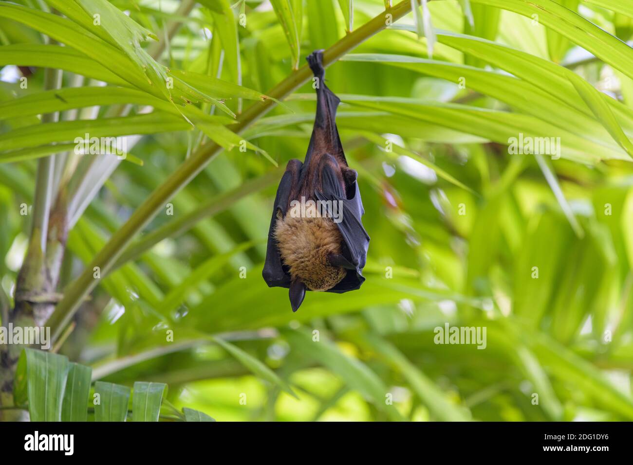 Flughund, Pteropus medius, Flying Fox Stockfotografie - Alamy
