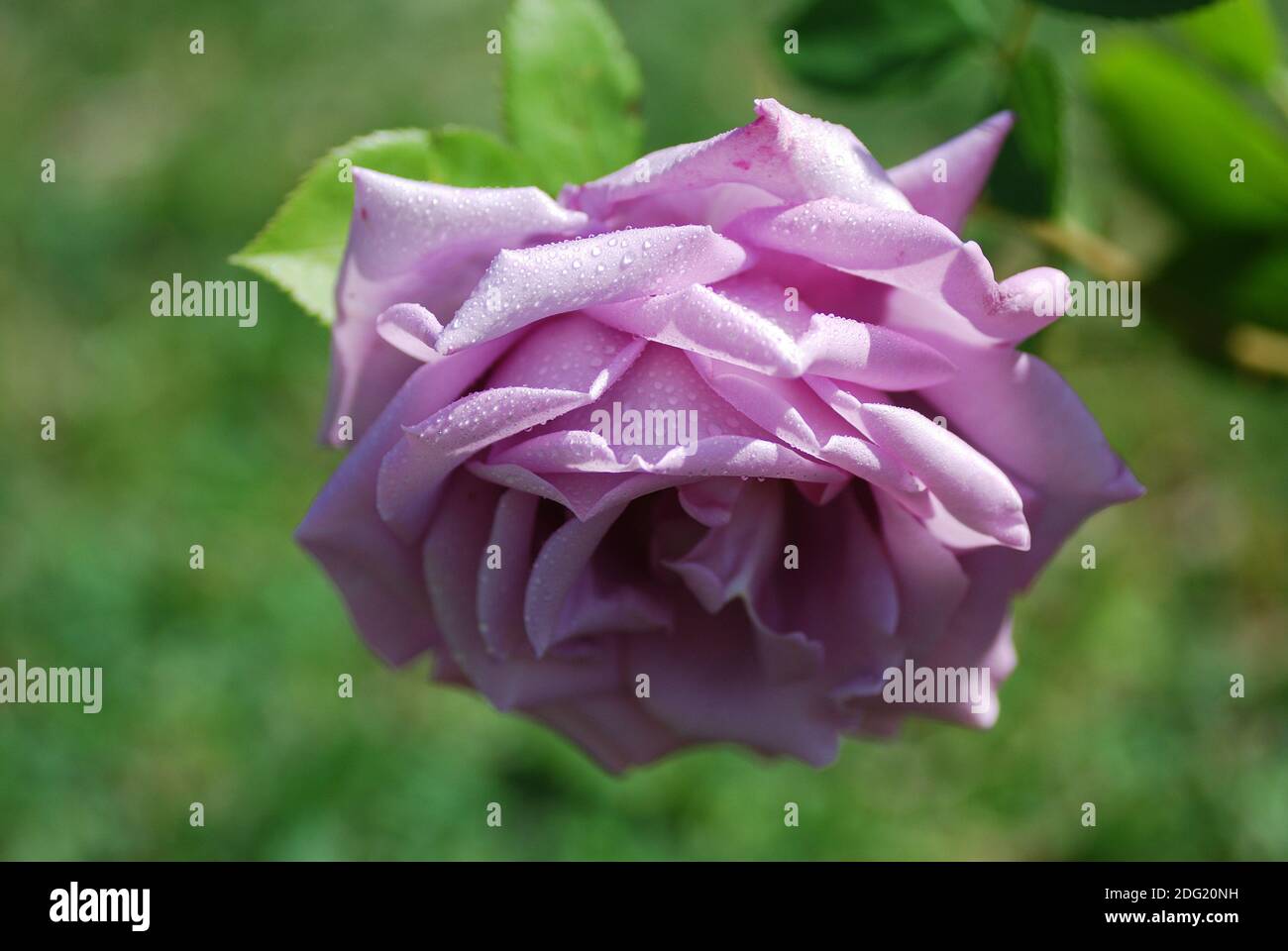 Flieder Rose Stockfotos und -bilder Kaufen - Alamy
