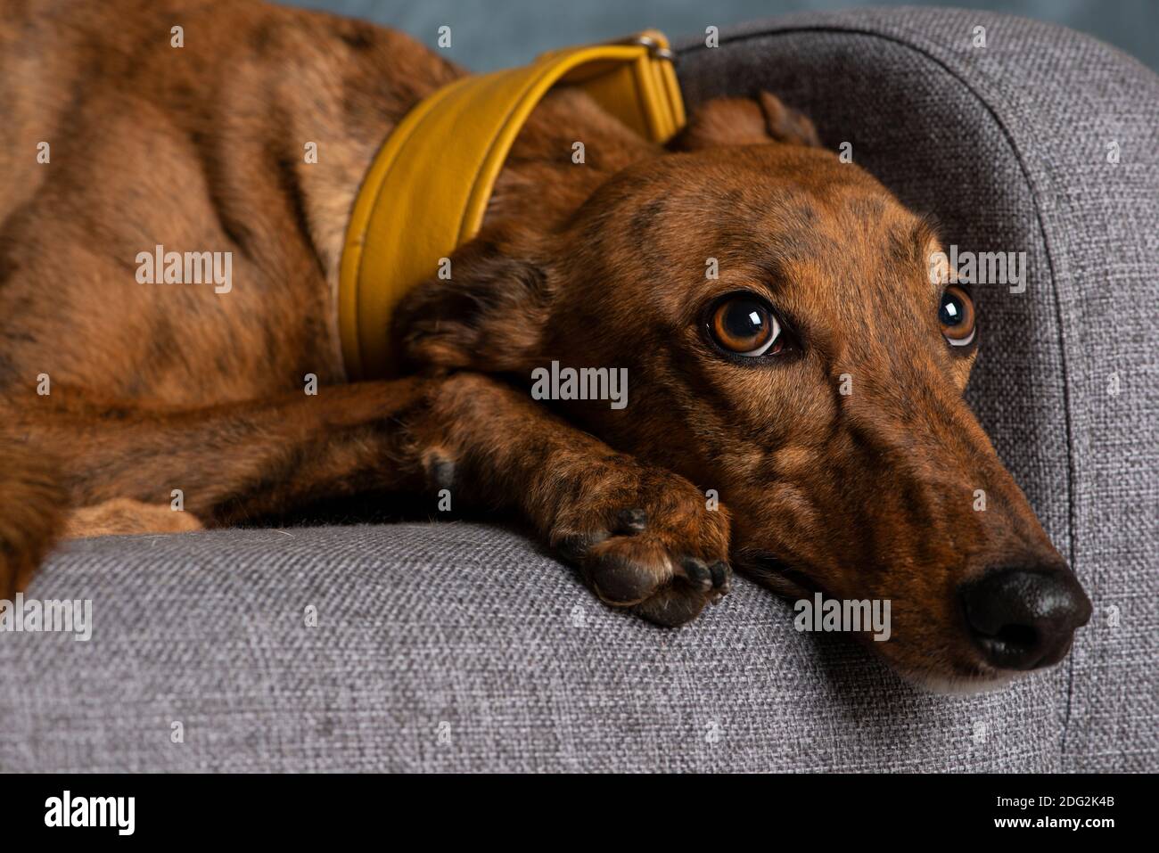 Haustier vektor -Fotos und -Bildmaterial in hoher Auflösung – Alamy