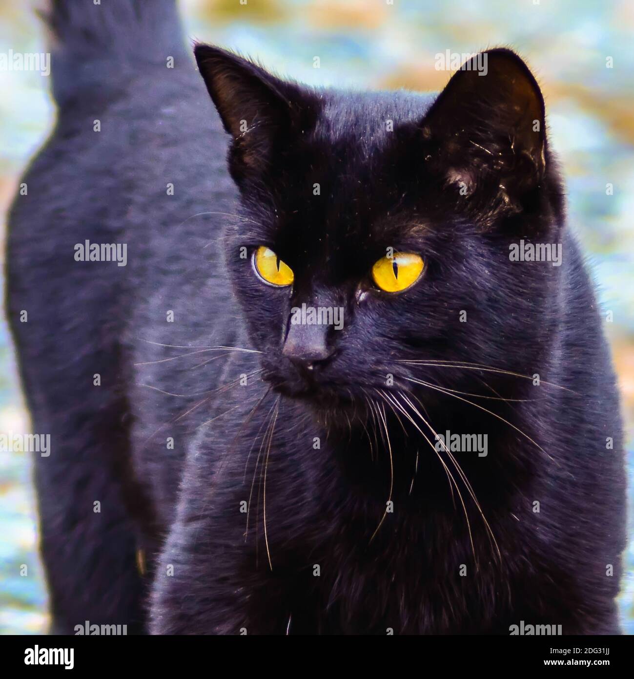 Cat eyes glowing -Fotos und -Bildmaterial in hoher Auflösung – Alamy