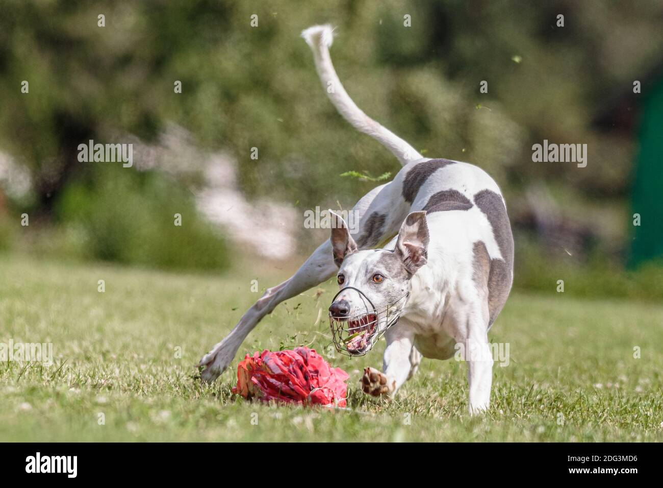 Whippet racing lure coursing -Fotos und -Bildmaterial in hoher ...