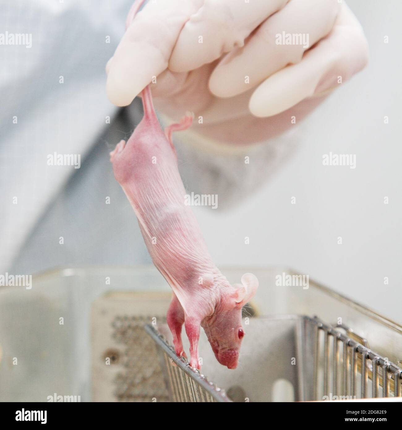 Lab mice testing -Fotos und -Bildmaterial in hoher Auflösung – Alamy