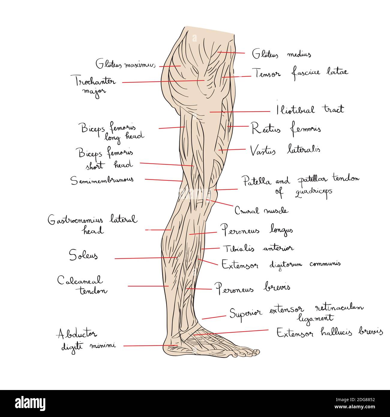 Leg Muscles Lateral Stockfotos und -bilder Kaufen - Alamy