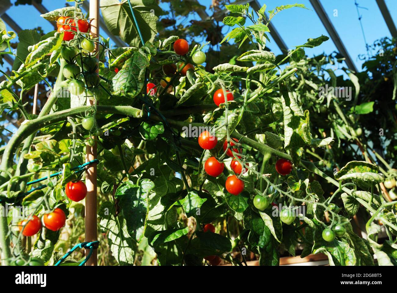 Rote blattreben -Fotos und -Bildmaterial in hoher Auflösung – Alamy